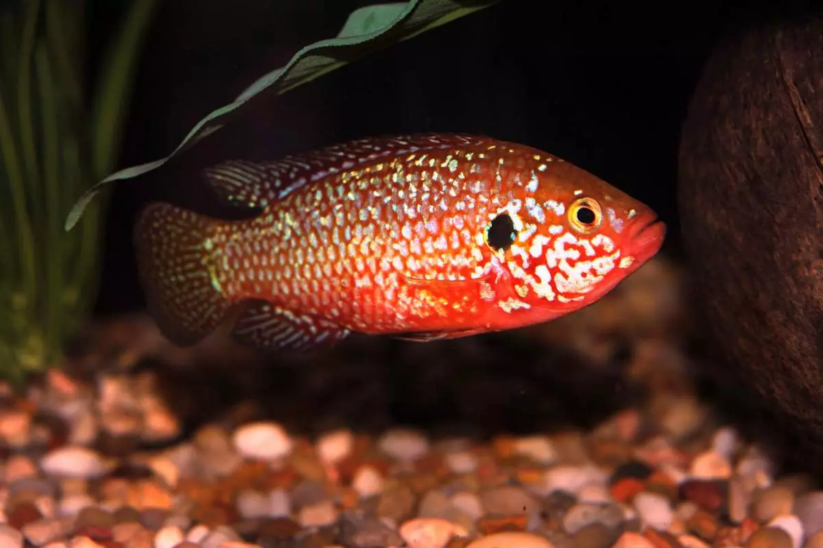 Les poissons Chemichromis se nourrissent de vers de terre et de larves d'insectes.