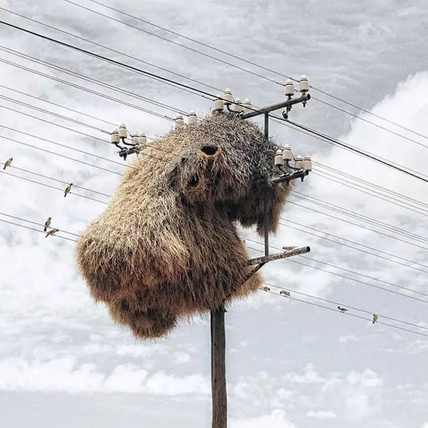 Toxucular yuvalarında sabit bir temperatur saxlanılır. Bu, xüsusi bir daxili quruluş sayəsində əldə edilir.