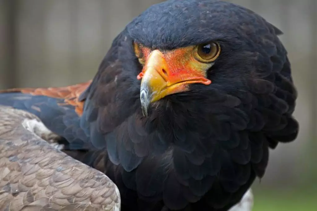 Buffoon qartalı (Terathopius ecaudatus).