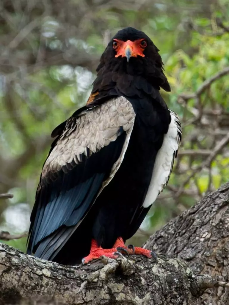 Elang buffoon minangka siji-sijine jinis saka genus Terathopius.