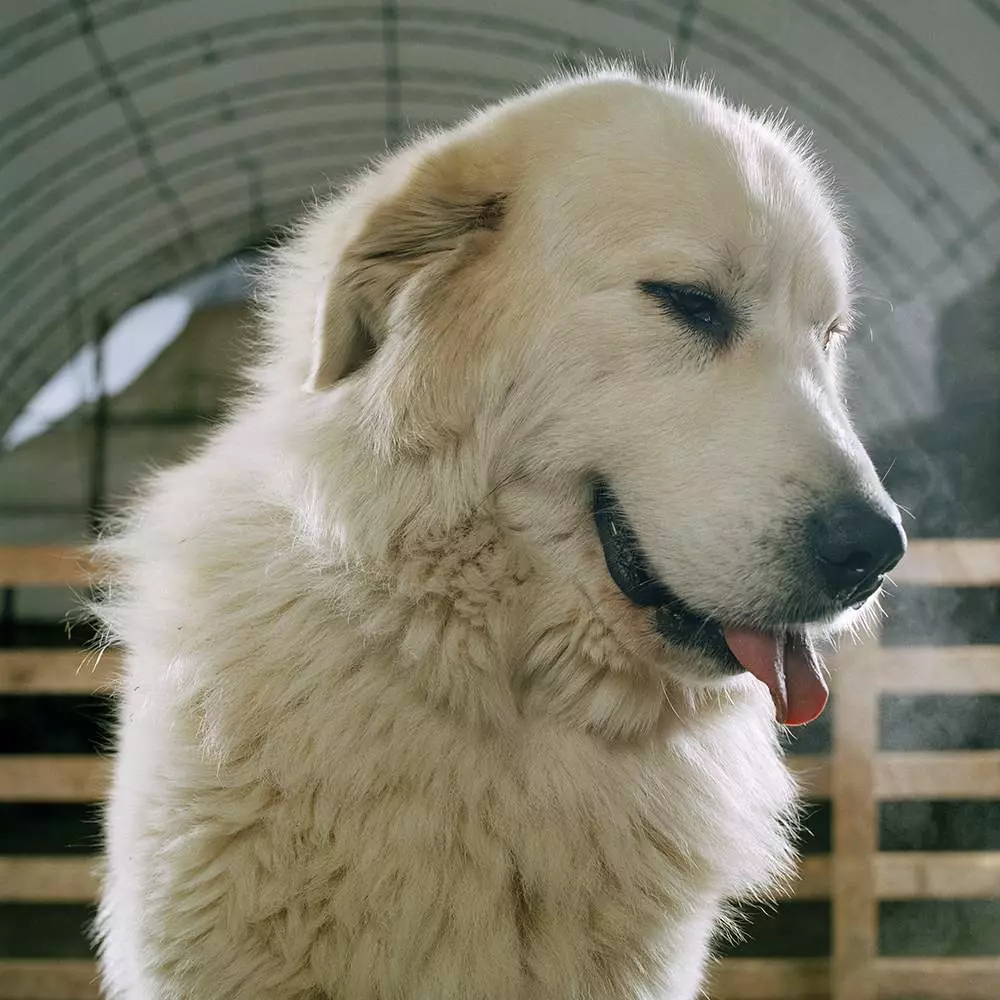 Anjing anu namina Lindsay mangrupikeun warga satempat di salah sahiji kebon.