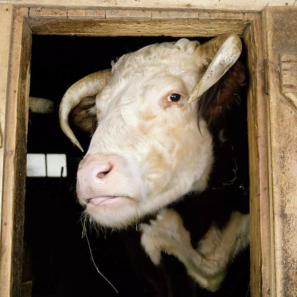 Lopë joshëse. A e dinte ajo që fotografia e saj bëri xhiron e botës?