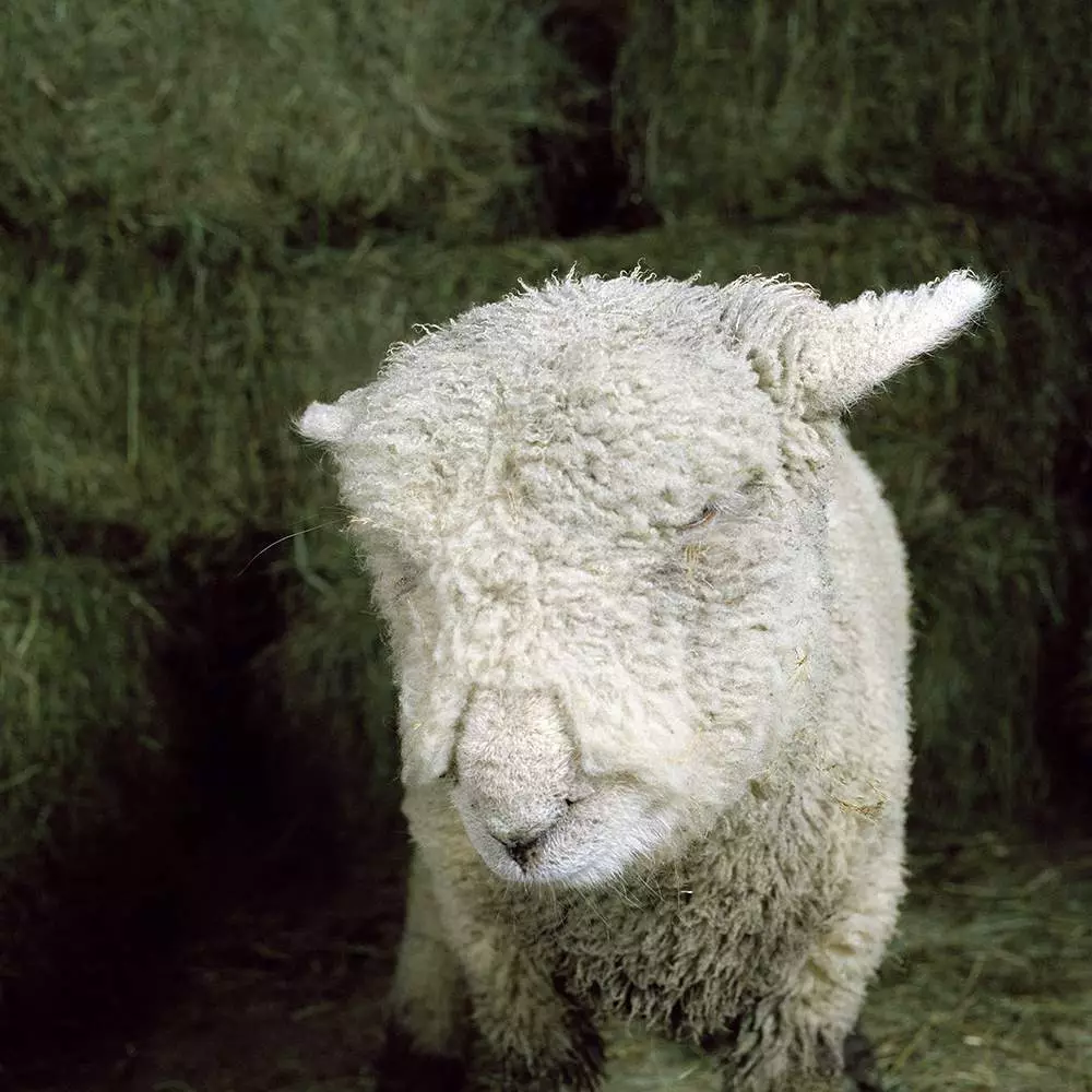 悲しい子羊。農場の住民の自然さは、彼が意図したように、写真家によって達成されました。