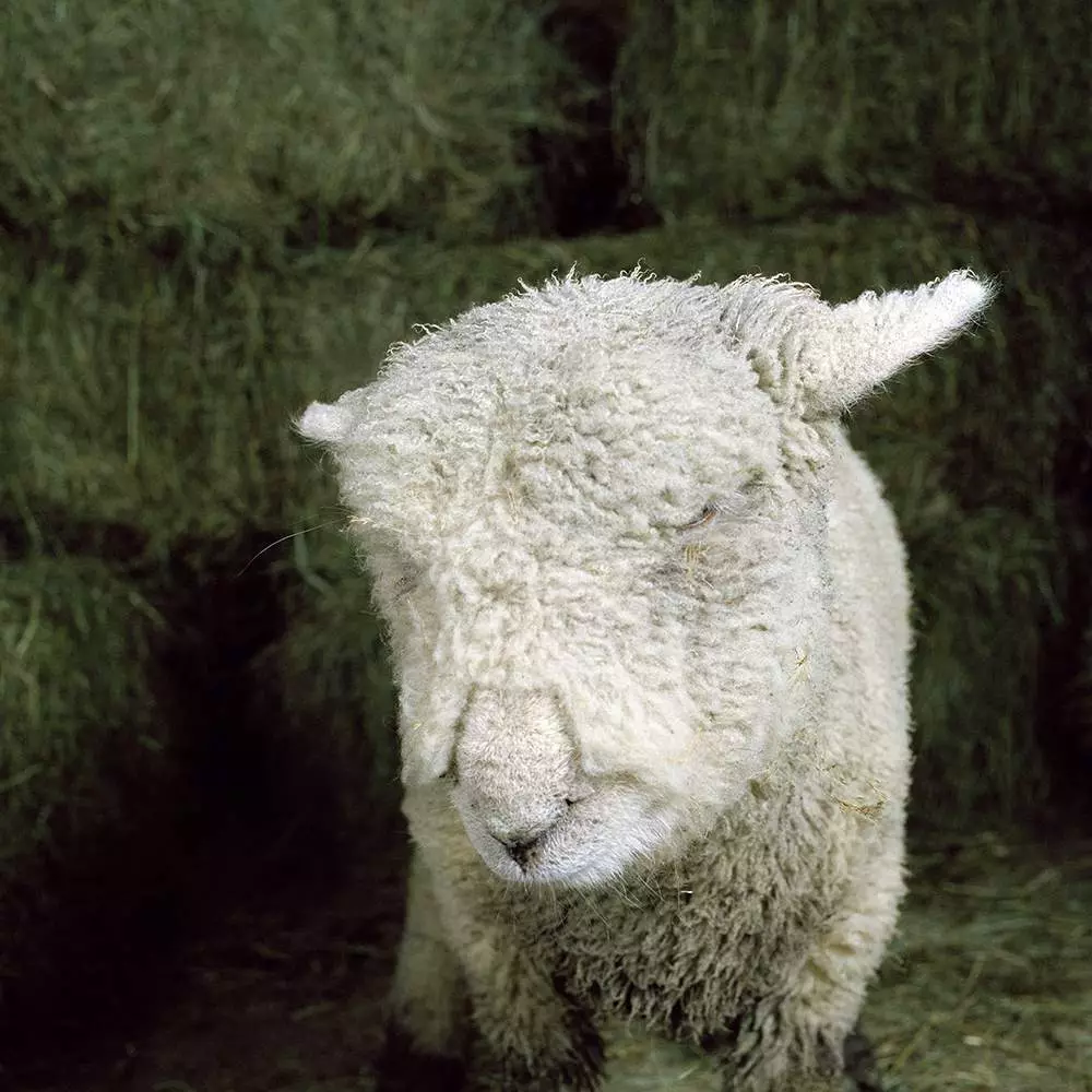 Sorglegt lamb. Náttúruleiki íbúa bæjarins náði ljósmyndarinn, eins og hann ætlaði sér.