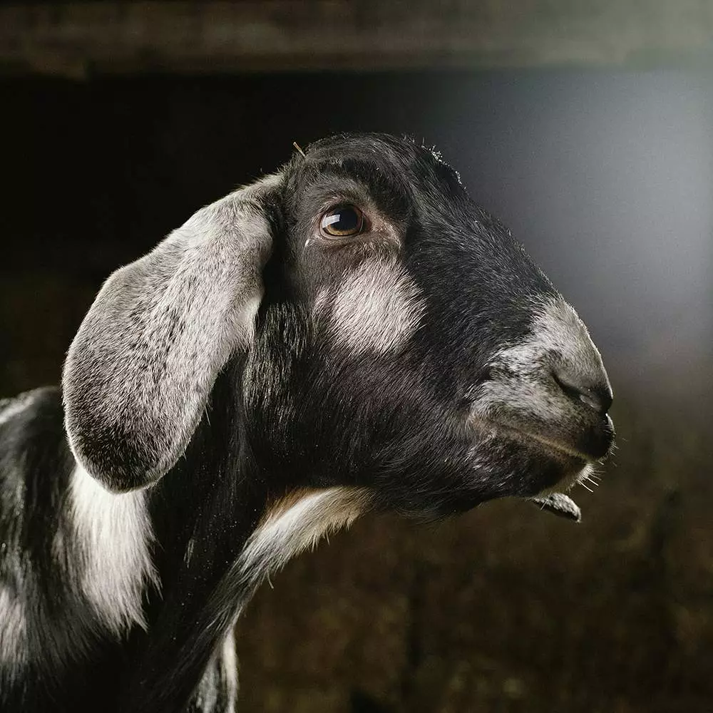 この生き物はペネロペと呼ばれています。彼女の鋭い目は写真家を魅了しました！