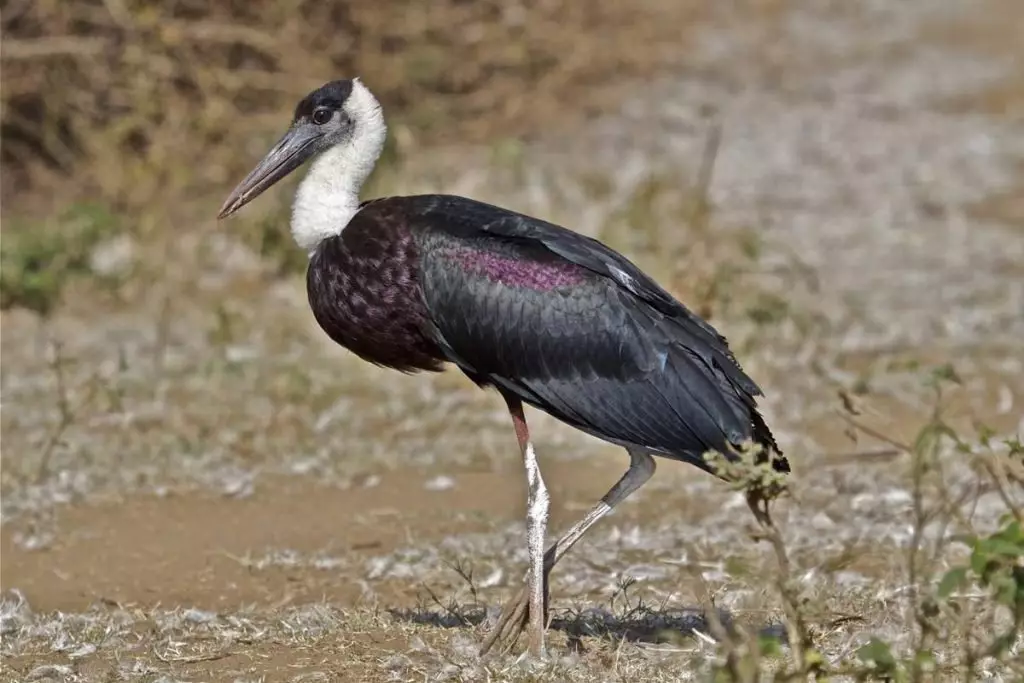 सेतो गर्दन सारस (Ciconia episcopus)।