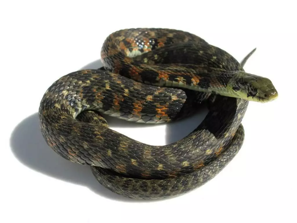 Zmija tigra (Rhabdophis tigrinus).