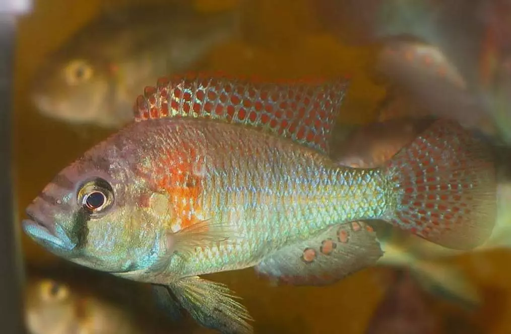 Haplochromis burtoni (Astatotilapia burtoni).