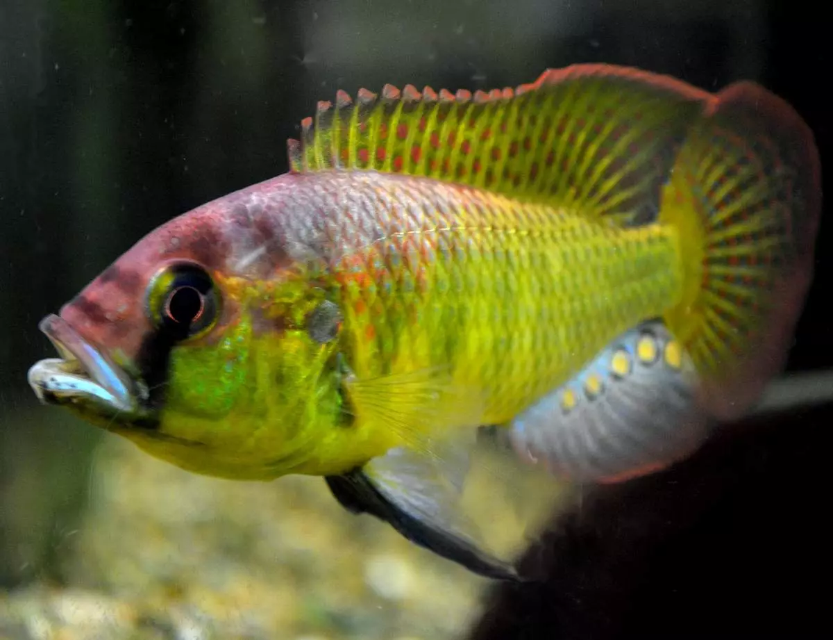 Haplochromis burtoni heeft een onvriendelijk karakter.