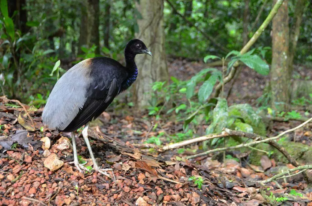 Gray-backed trumpeter in nature