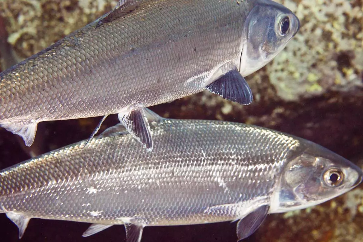 Los hanos son cardúmenes de peces.