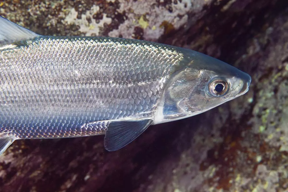 Os peixes Hanos gañan peso rapidamente.