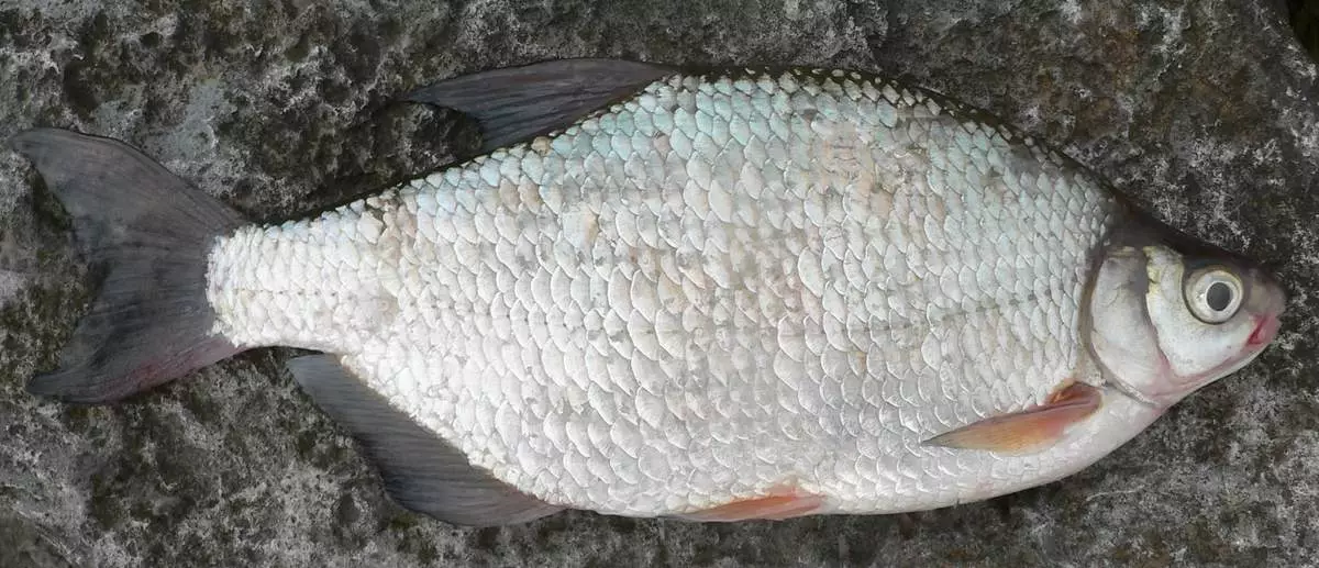 Gusters menghuni lembangan Laut Hitam, Baltik dan Laut Kaspia.