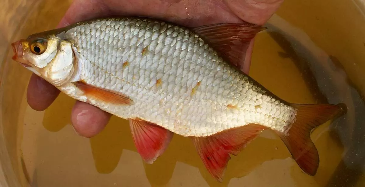 Gustera bukan ikan besar.