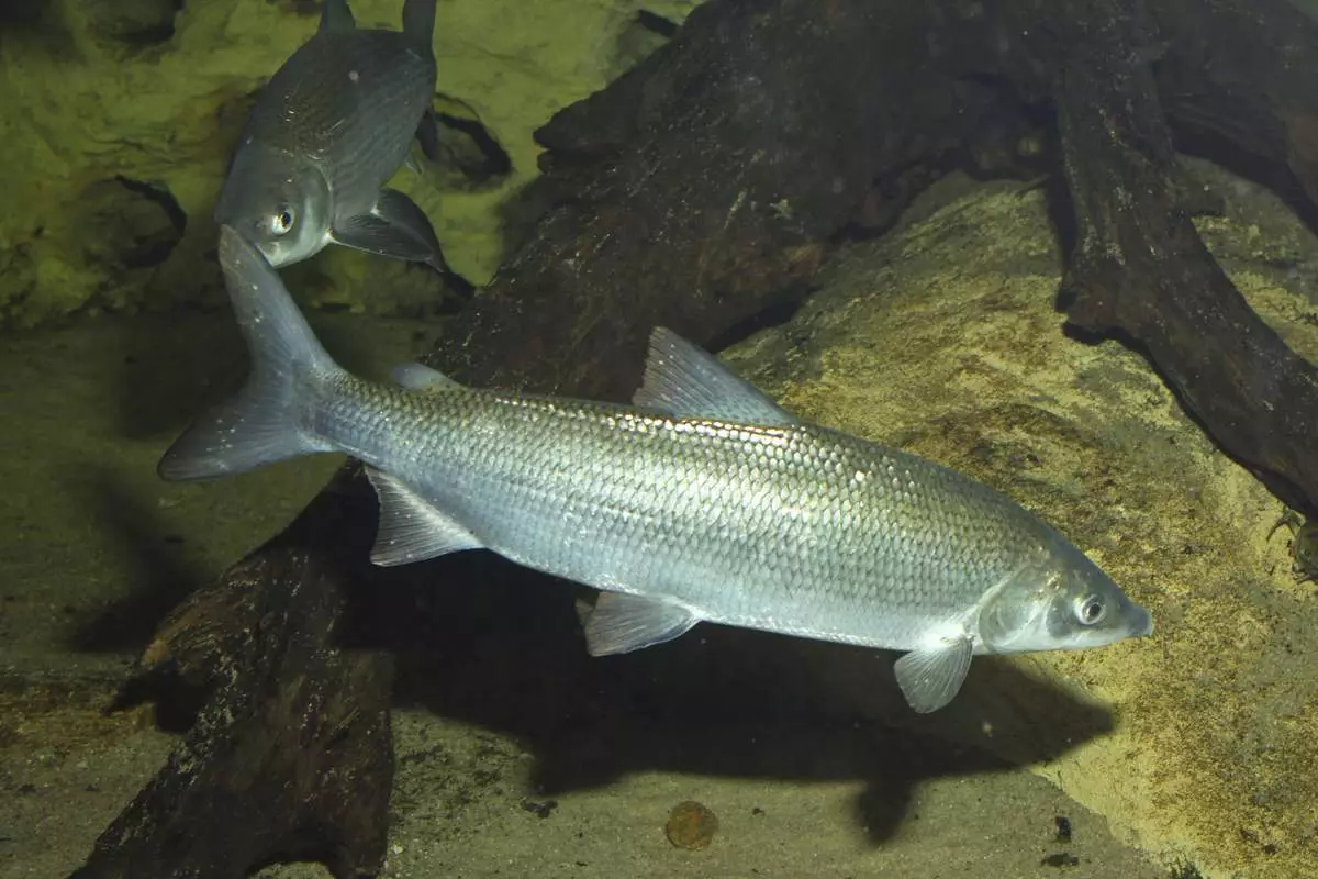 Dalam jumlah yang kecil, ikan bilis perak tinggal di muara sungai.