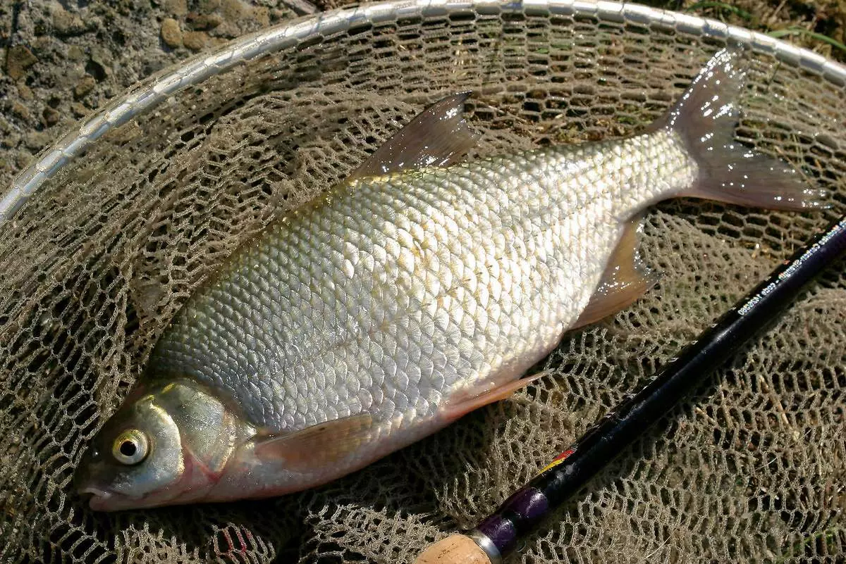 Bream perak yang baru ditangkap.