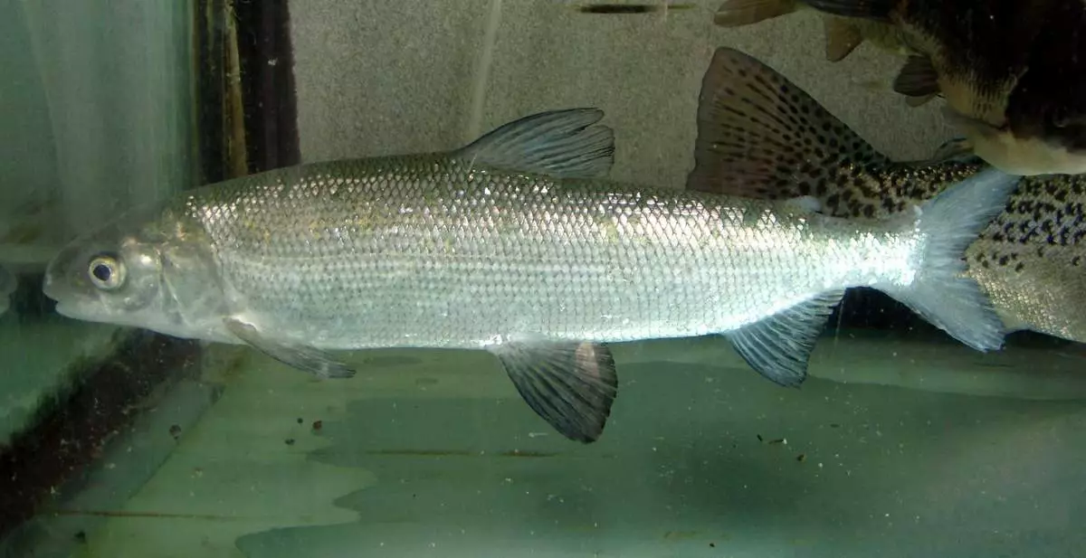 Whitefish: sarin'ny trondro iray avy amin'ny fianakaviana salmon