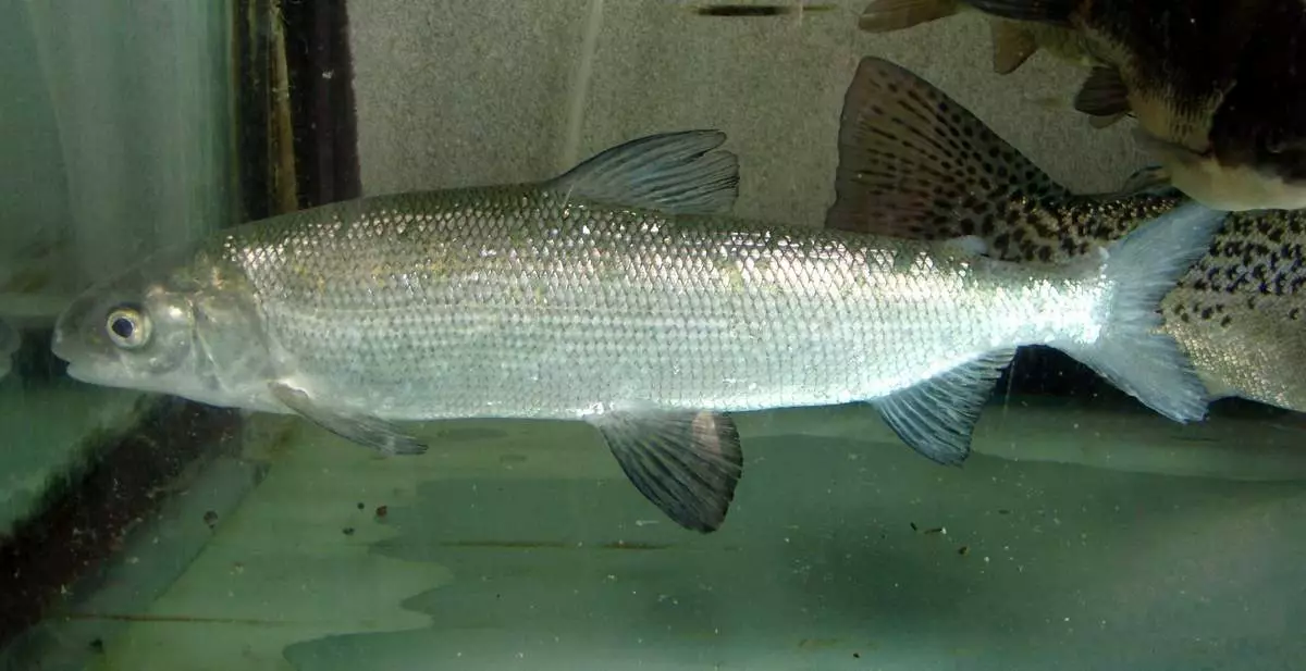 Whitefish (Coregonus).