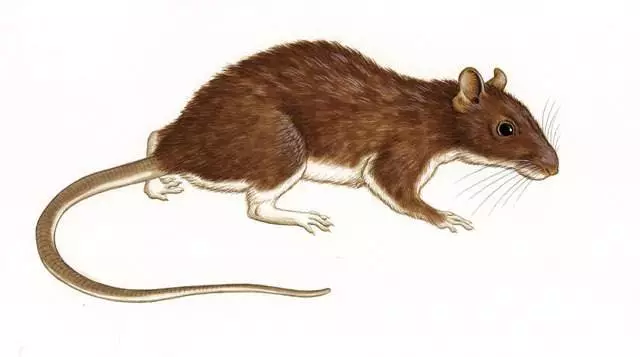 Tikus berbulu (Echimyidae).