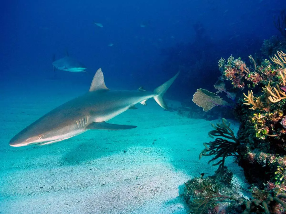 Sivi greben morski pas (Carcharhinus na kotačima).