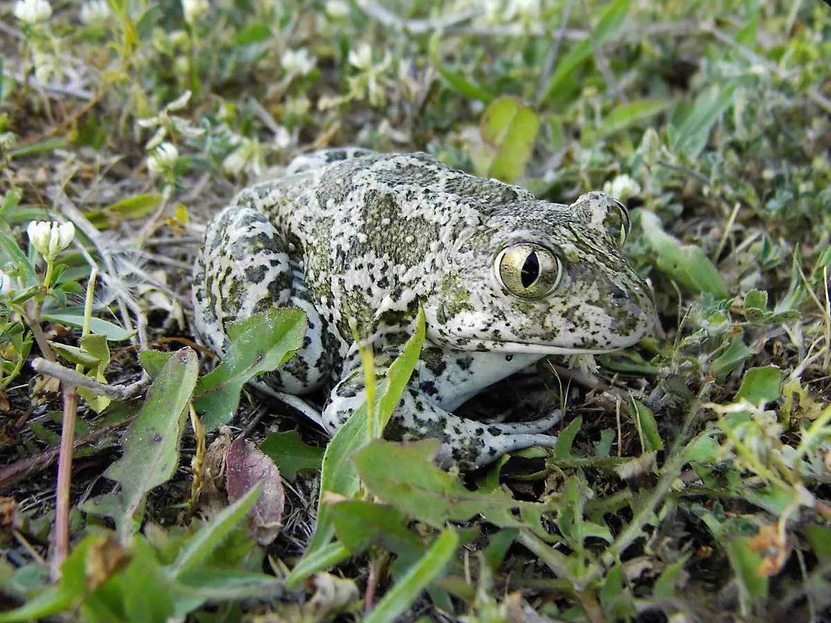 Syrischer Knoblauch (Pelobates syriacus).