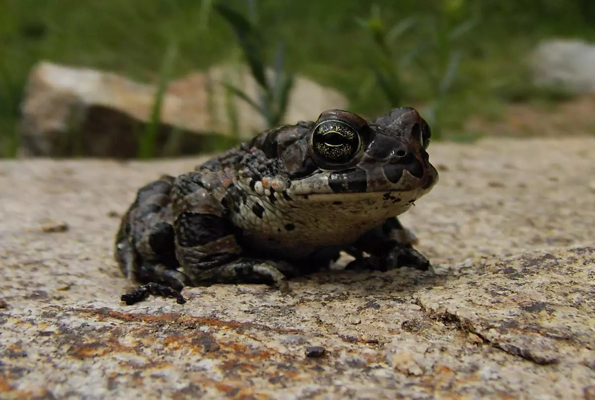 Den syriske hvitløken lever av bløtdyr, insekter og ormer.