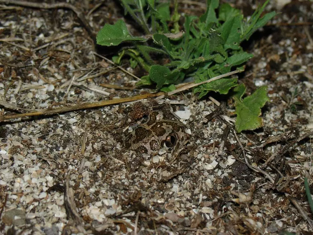 Syriske garlics viser en utmerket kamuflasjefarge.