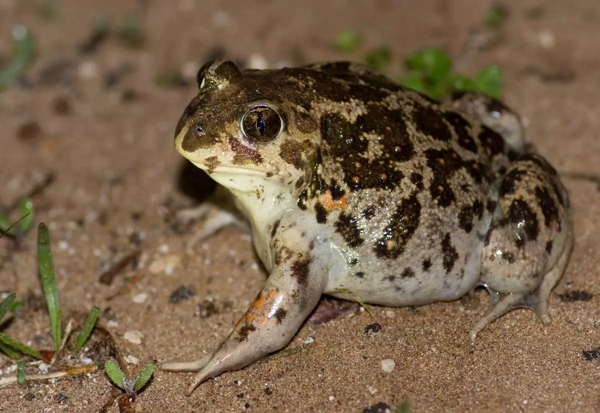 Miorina anaty lava-drano maharitra ny garlics syriana.