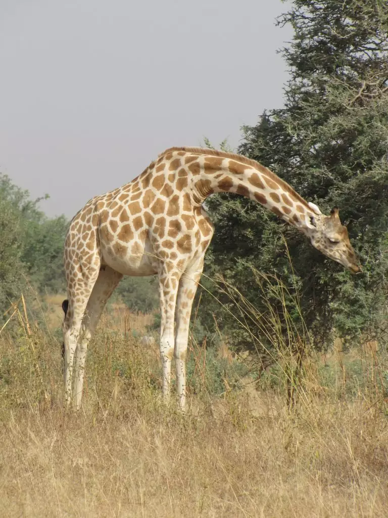 زرافة غرب إفريقيا (Giraffa camelopardalis peralta).