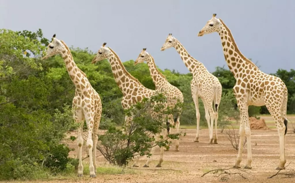 ... Nanganganib ang giraffe ng West Africa.