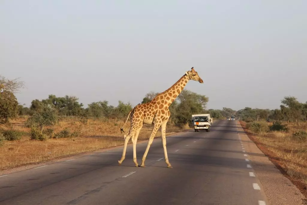 Ang populasyon ng mga giraffes ng West Africa ay hindi hihigit sa 175 mga hayop.