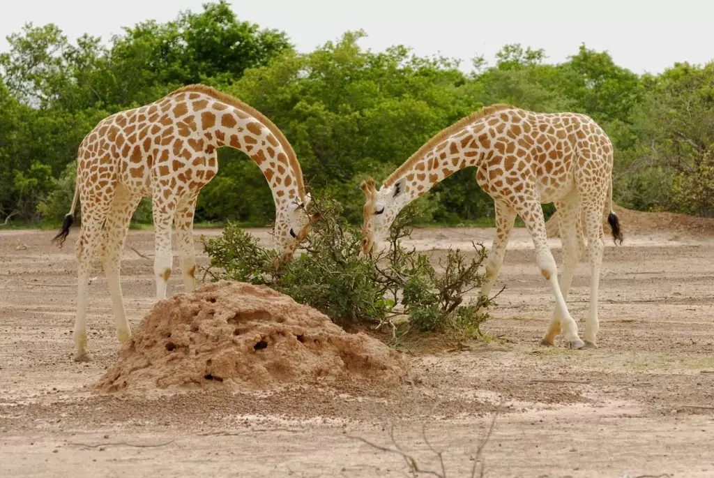 Giraffen sinn herbivoréis Déieren.