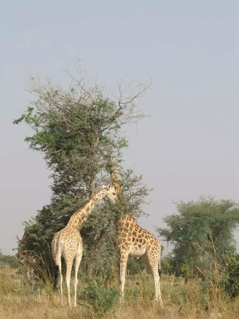 Vandag kom die dier slegs in Niger voor.