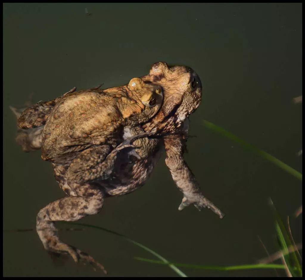 Viviparous toad: rayuwa da halayyar ɗan amphibian