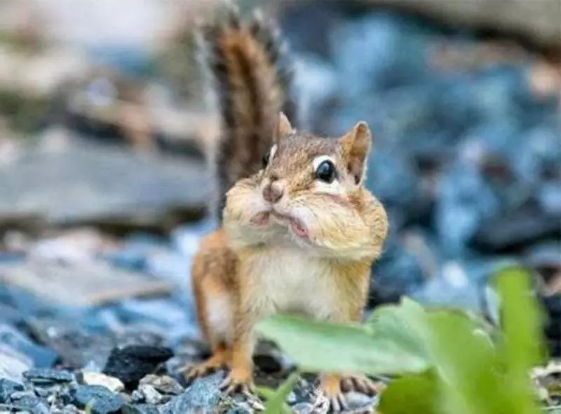 Chipmunk grimacing dia mampiseho amintsika: ny fomba fanomezana sakafo ara-dalàna ny takolakao.