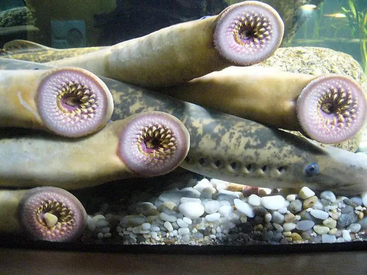 A lampreia é um predador parasita