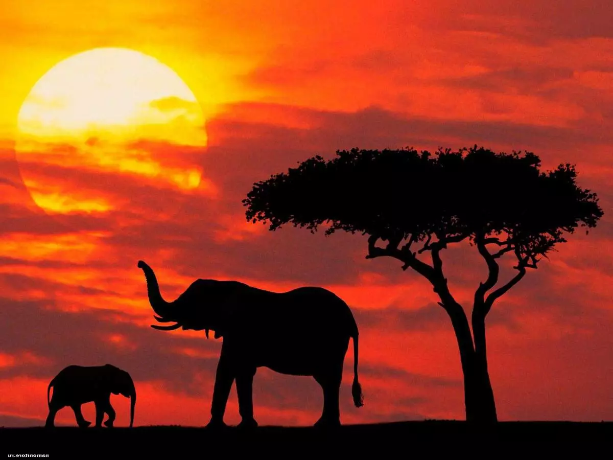 Wyld Afrika: oaljefanten tsjin de ûndergeande sinne.