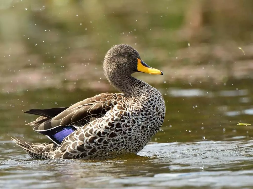 Giel-Nues Mallard (Anas undulata).