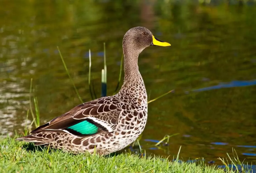 De giel-Nues Mallard ass en Objet vun der Juegd.