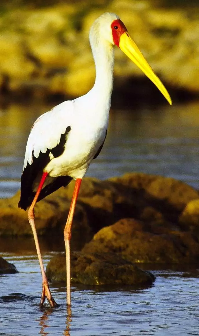 Bocian žltý alebo africký zobák je elegantný vták