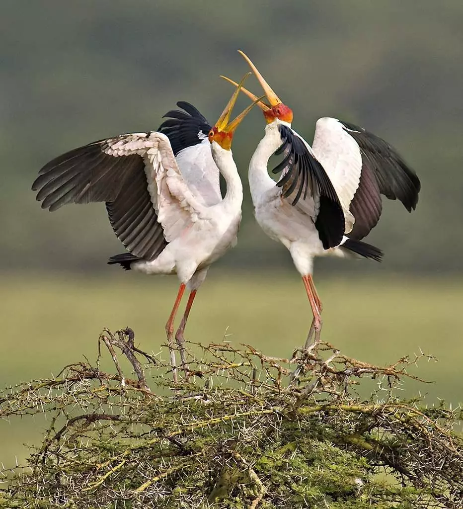 Bociany žltoprsé navonok pripomínajú ibisy.