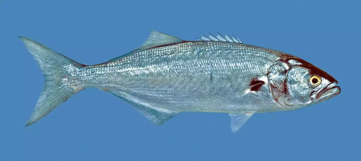 Bluefish (Pomatomus saltatrix).