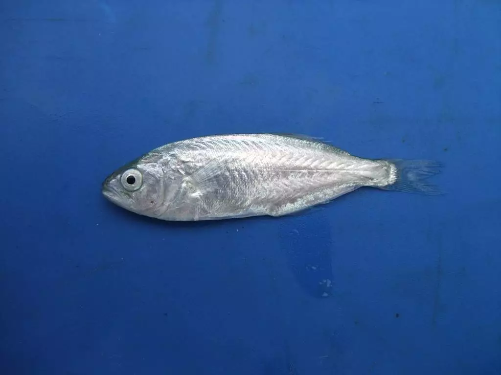 Bluefish balığın kommersiya dəyəri var.