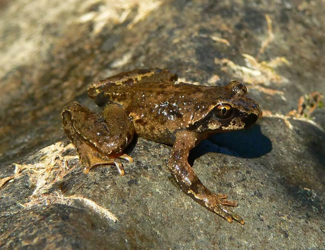 Опашни жаби (Ascaphus).