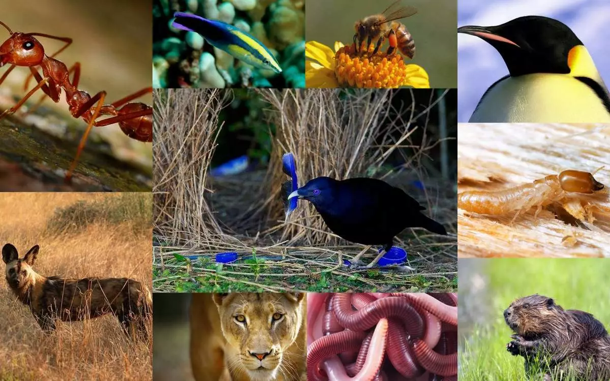 10 radoholičara među životinjama