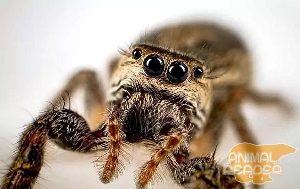 Muitas pessoas têm medo desses de oito patas, mas não os aracnófilos!