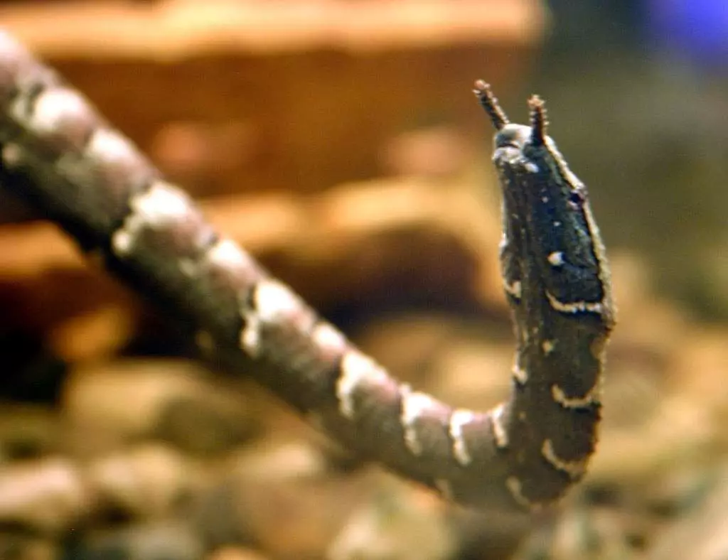 Serpiente tentáculo (Erpeton tentaculatum).