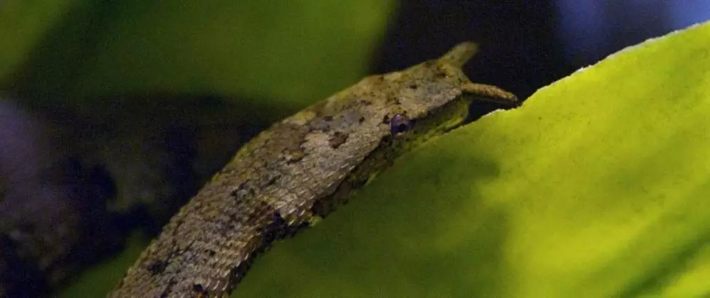 La serpiente tentáculo es un reptil anterior al agua.