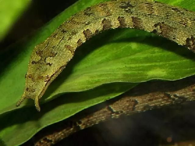 Una serpiente tentáculo puede arrastrarse periódicamente hacia los objetos que sobresalen del agua.