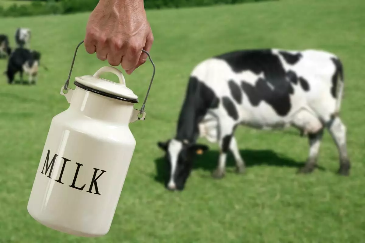 Le lait est un produit animal précieux. Le principal